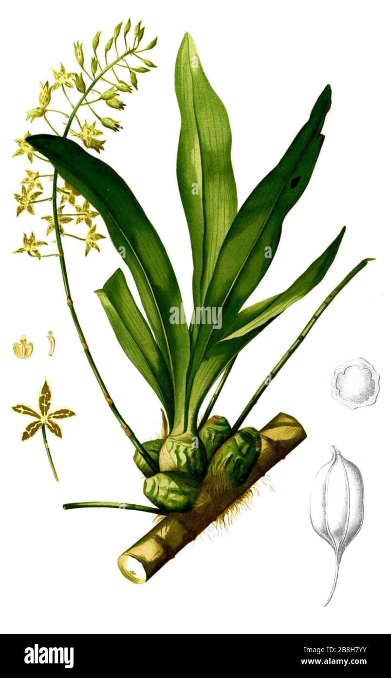 Grammatophyllum scriptum hi-res stock photography and images - Alamy