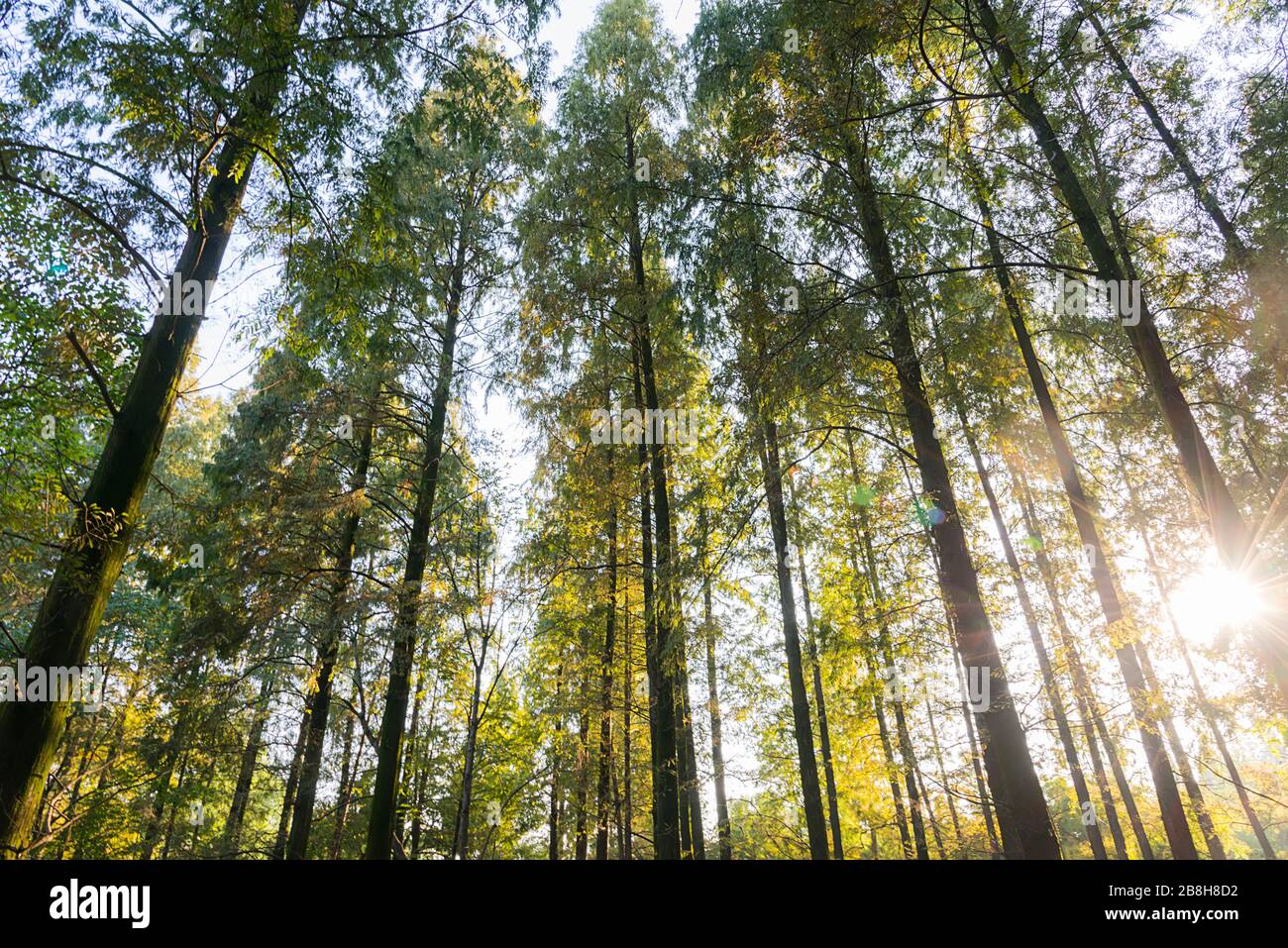 Forest Hangzhou West Lake, Zhejiang Hangzhou Stock Photo - Alamy