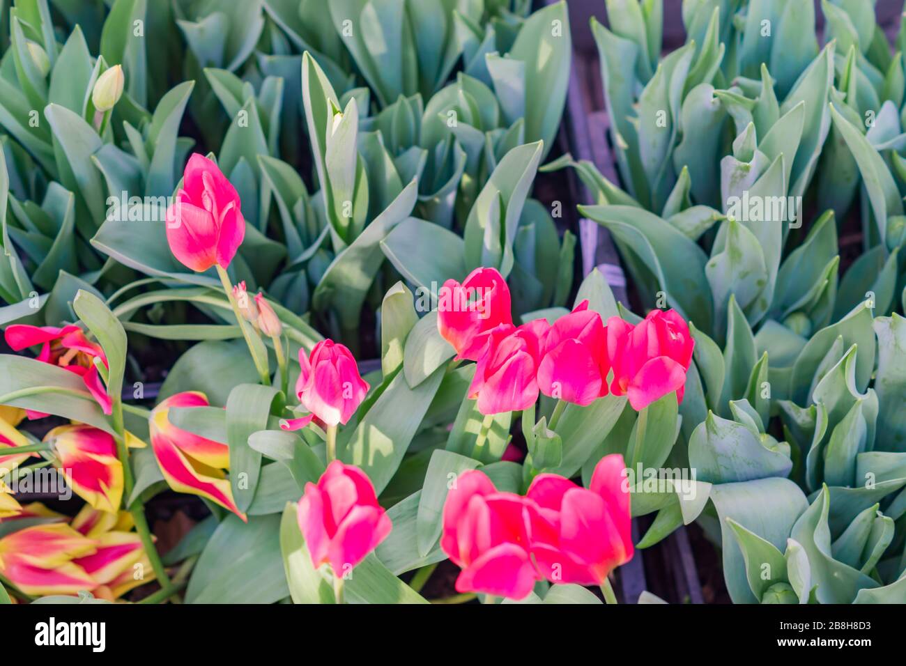 top view of tulips background Stock Photo - Alamy