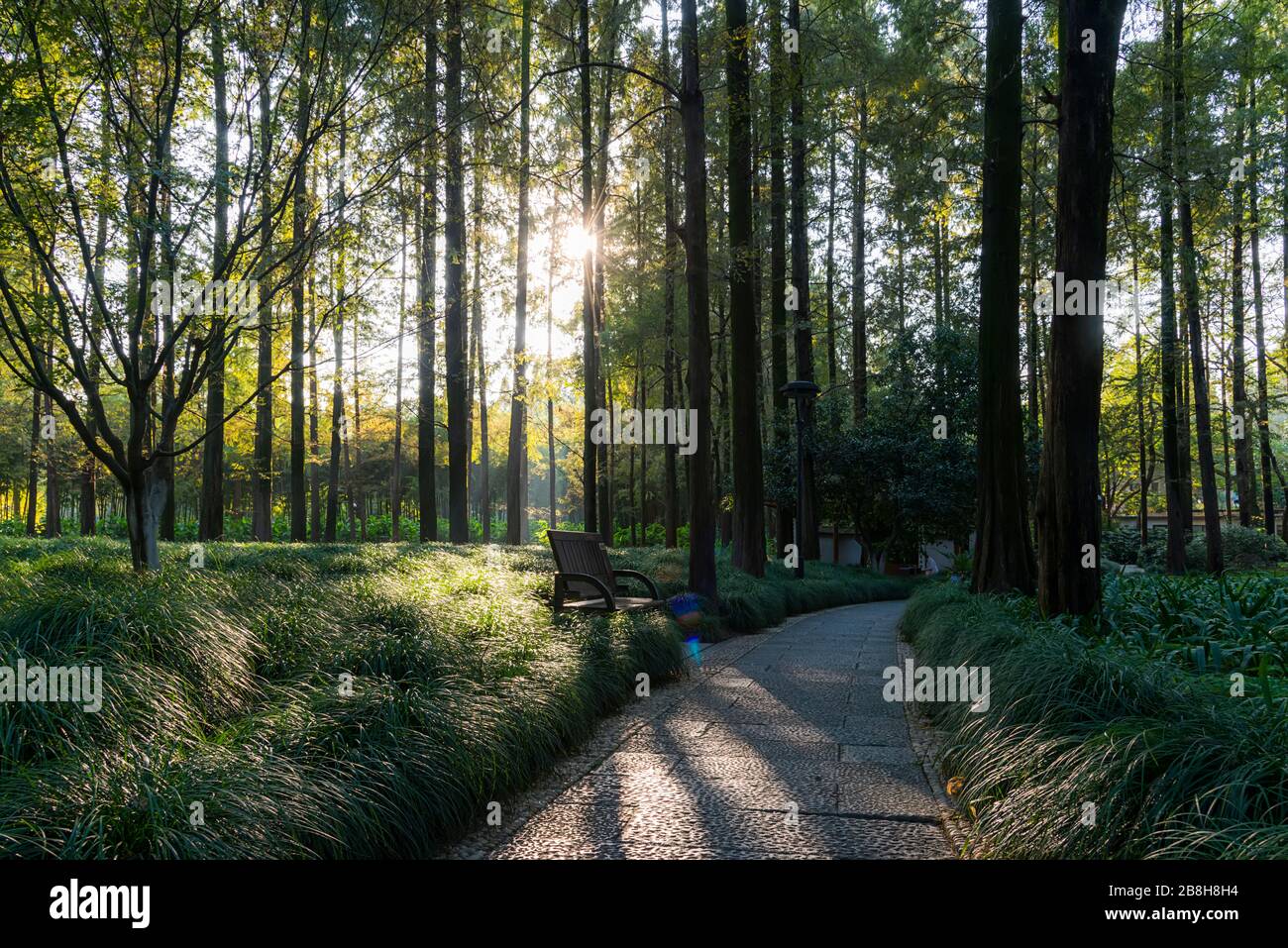 Forest Hangzhou West Lake, Zhejiang Hangzhou Stock Photo - Alamy