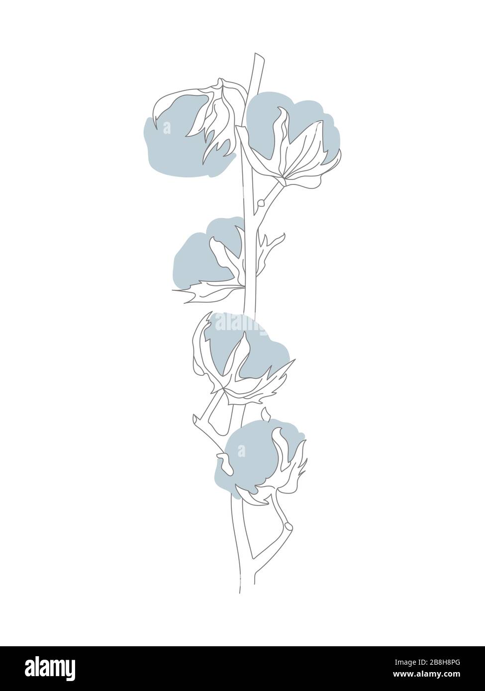 Cotton Plant Line Drawing at Michelle Reis blog