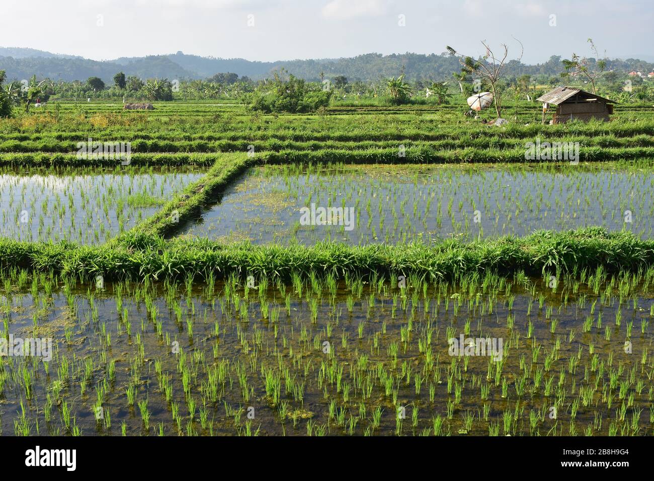 Rice terraces india hi-res stock photography and images - Alamy