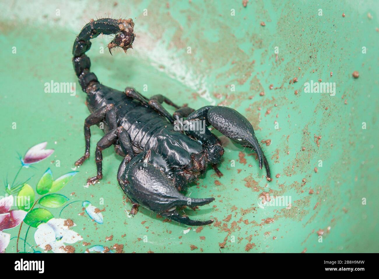 Green scorpion Large body in the basin Stock Photo - Alamy