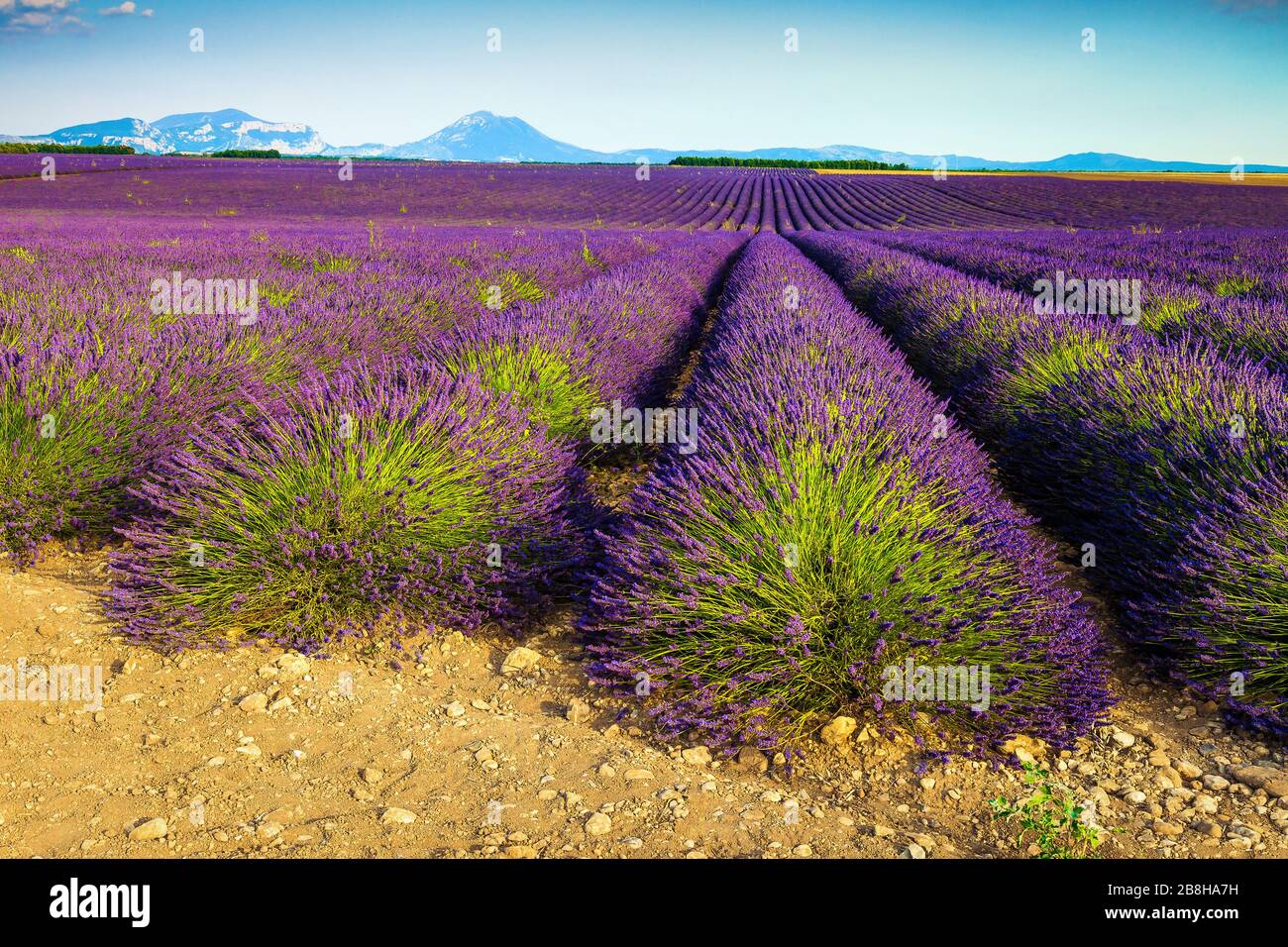Beautiful summer nature landscape with purple lavender rows. Lavender ...