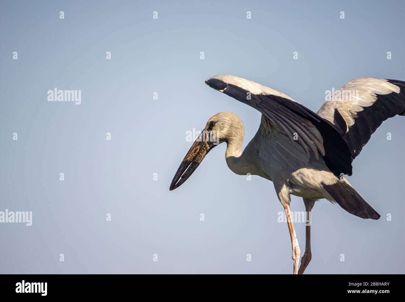 Stork spreads wings hi-res stock photography and images - Alamy