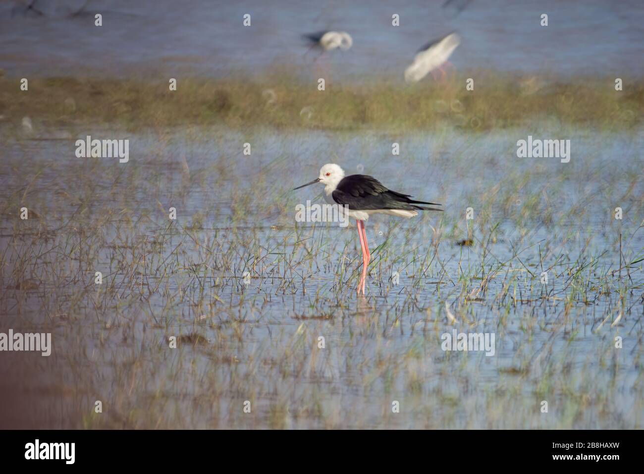 Birds live and swim in freshwater lakes, local birds in the world ...