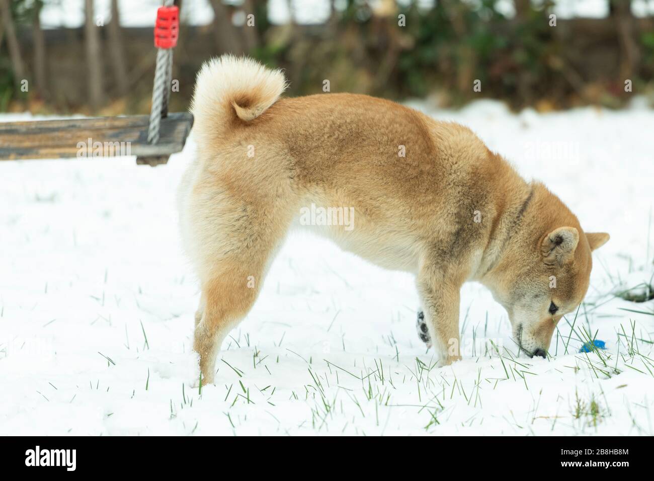 Chai dog hi-res stock photography and images - Alamy