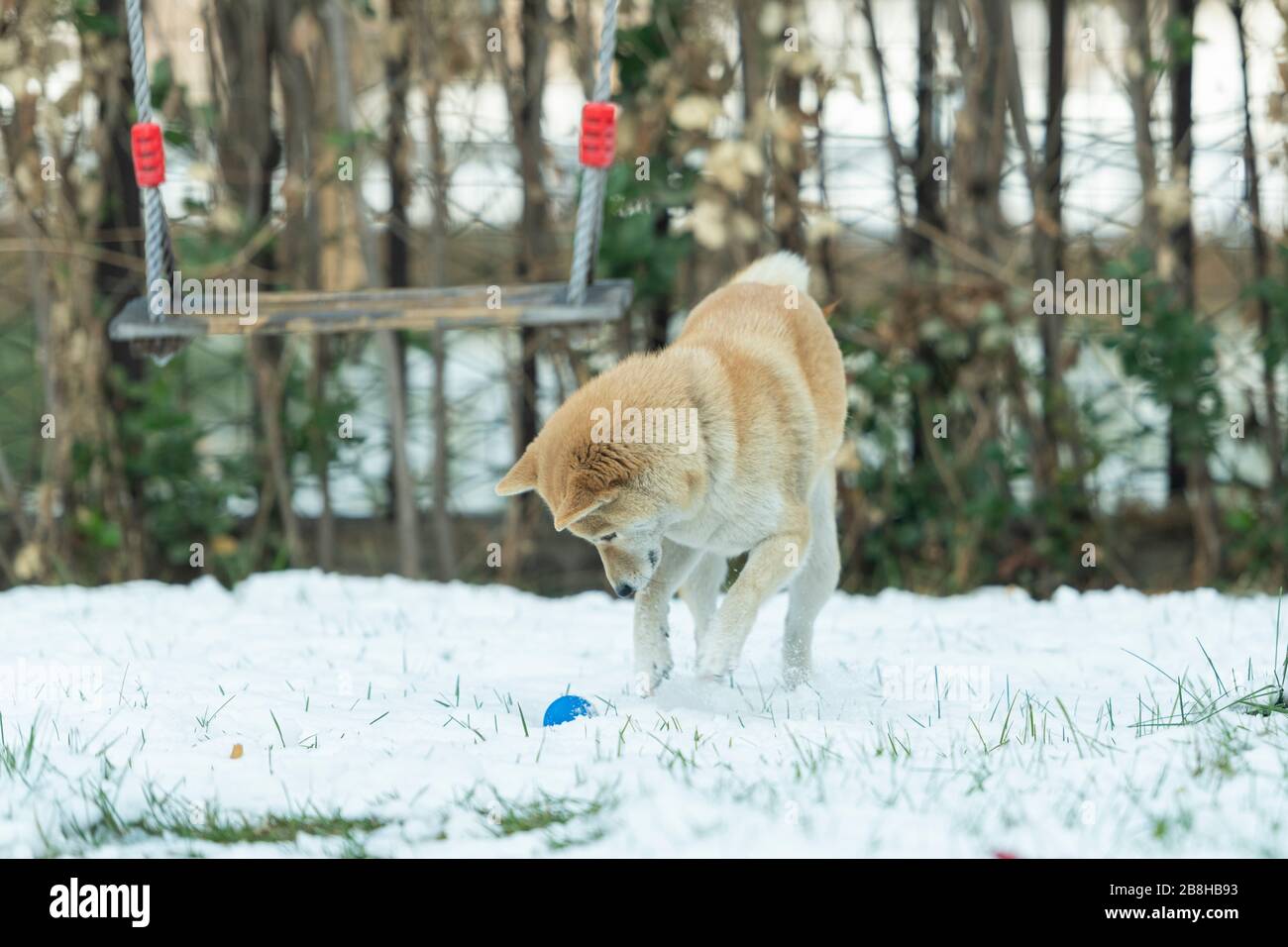 Chai dog hi-res stock photography and images - Alamy