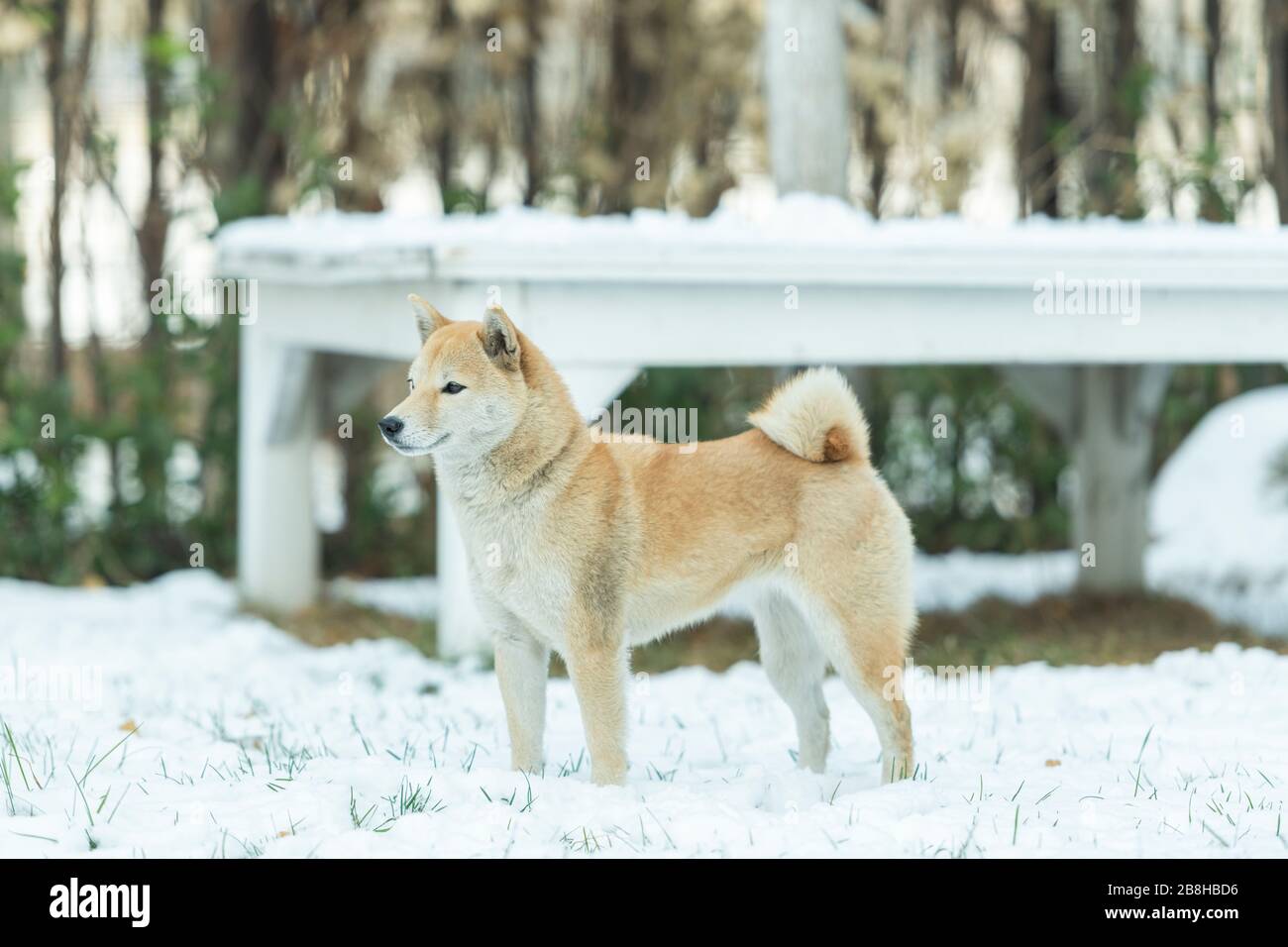 Chai dog hi-res stock photography and images - Alamy