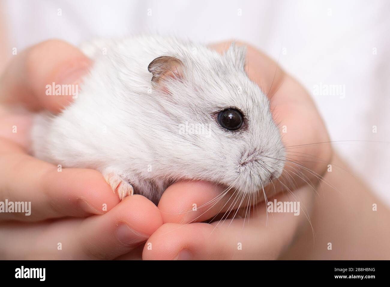 Hamster in a hand hi-res stock photography and images - Alamy