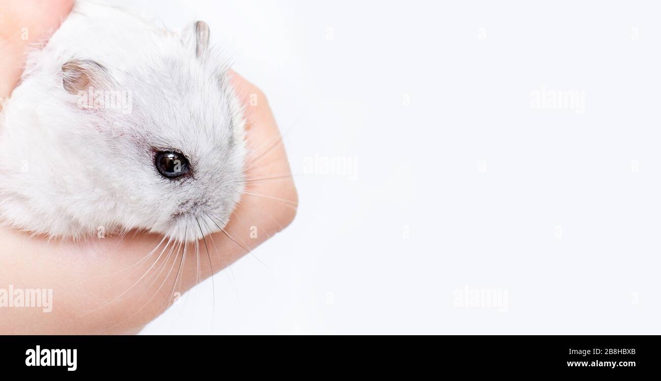 Closeup hamster in a child's hand on a white background Stock Photo - Alamy