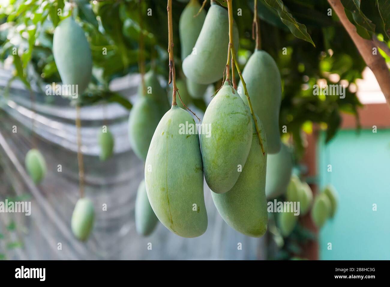Raw green mango, big fruit Planted naturally Stock Photo - Alamy