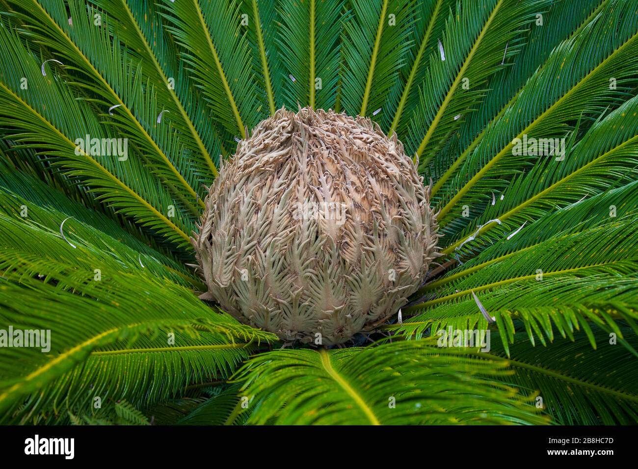 Female Cone of Cycas Revoluta Stock Photo - Alamy