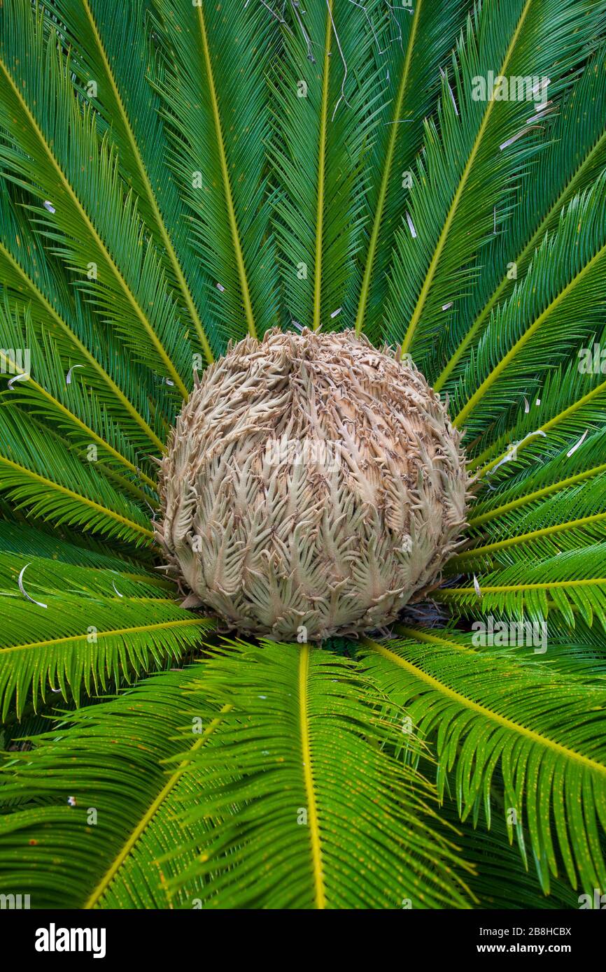 Female Cone of Cycas Revoluta Stock Photo - Alamy