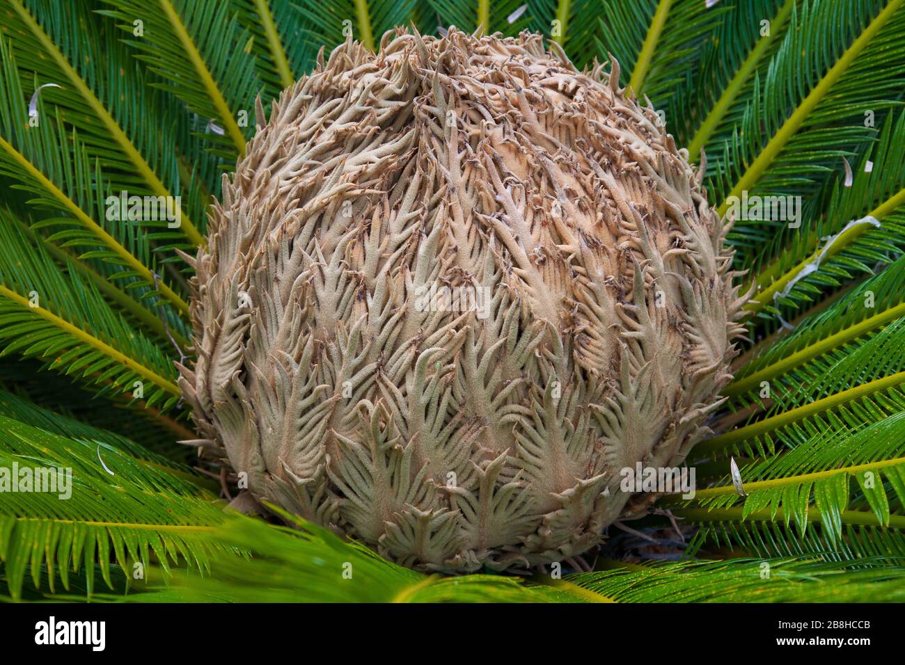 Female Cone of Cycas Revoluta Stock Photo - Alamy