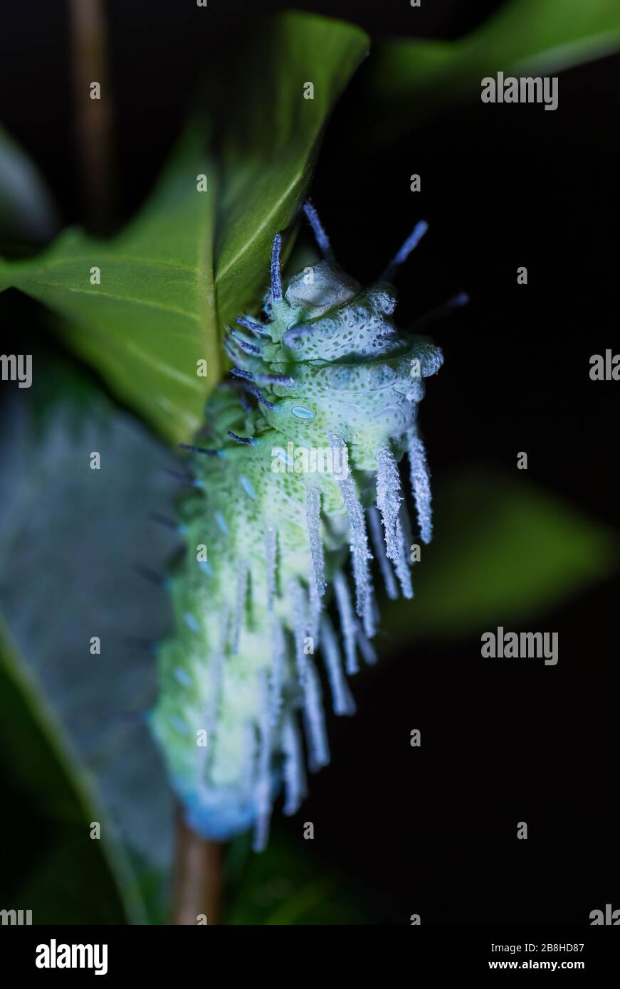 Atlas Moth caterpillar - Attacus atlas, beautiful large iconic moth ...