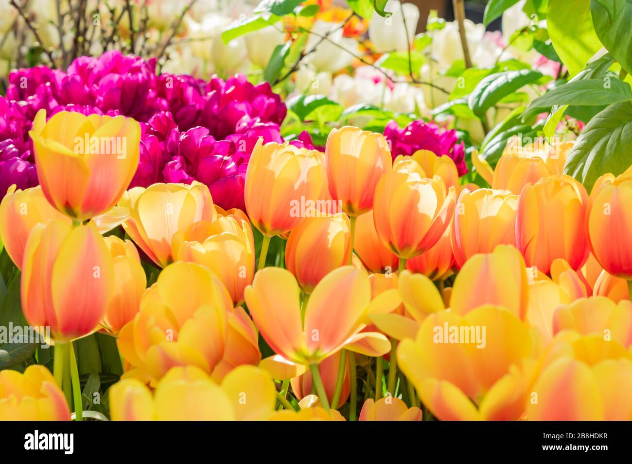 colorful blooming tulips background Stock Photo - Alamy