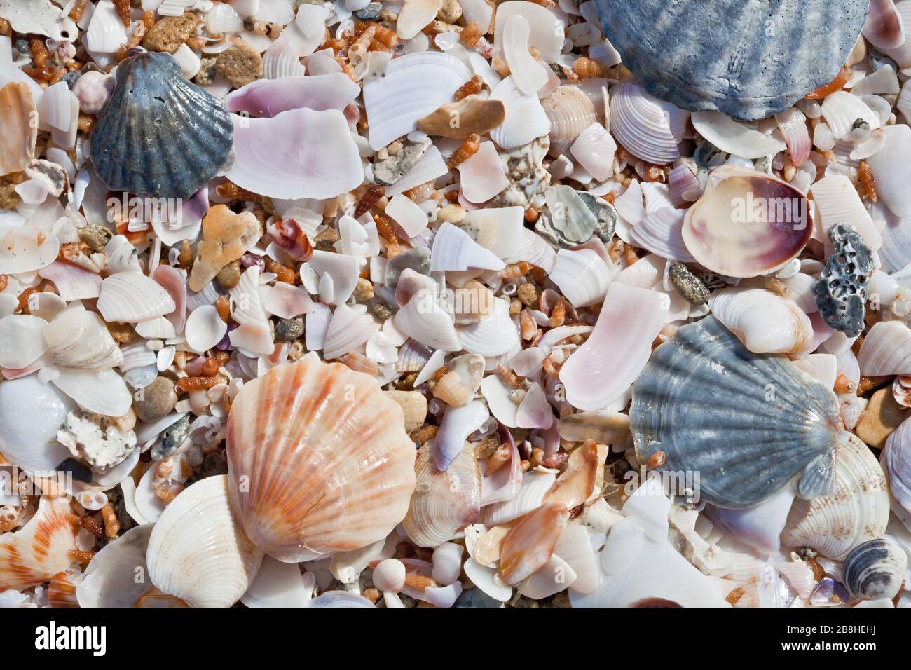 Beach background with sand and sea shells Stock Photo - Alamy