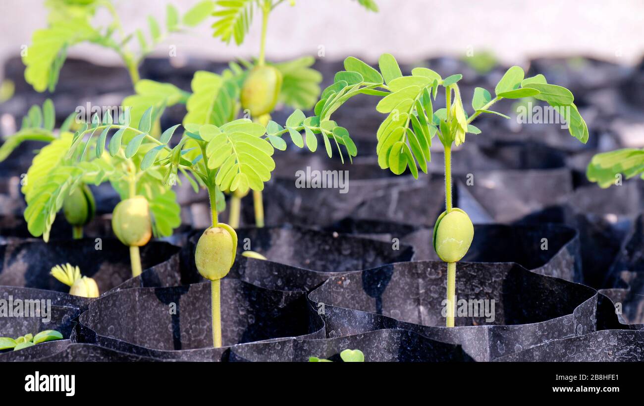 tamarind saplings of young plants in a bag black, plantation farming of ...