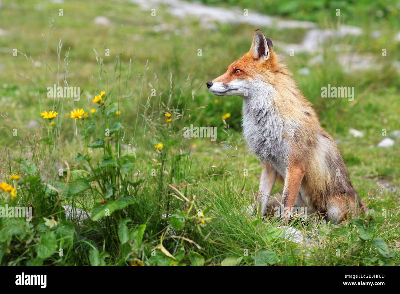 Fox in nature Stock Photo - Alamy