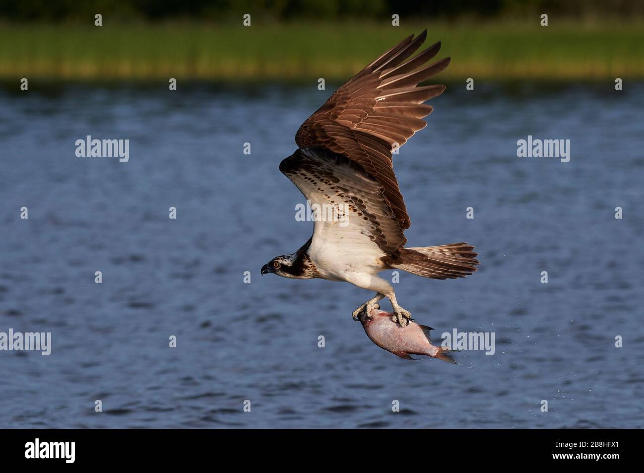 Osprey in flight in its natural habitat in Sweden Stock Photo - Alamy