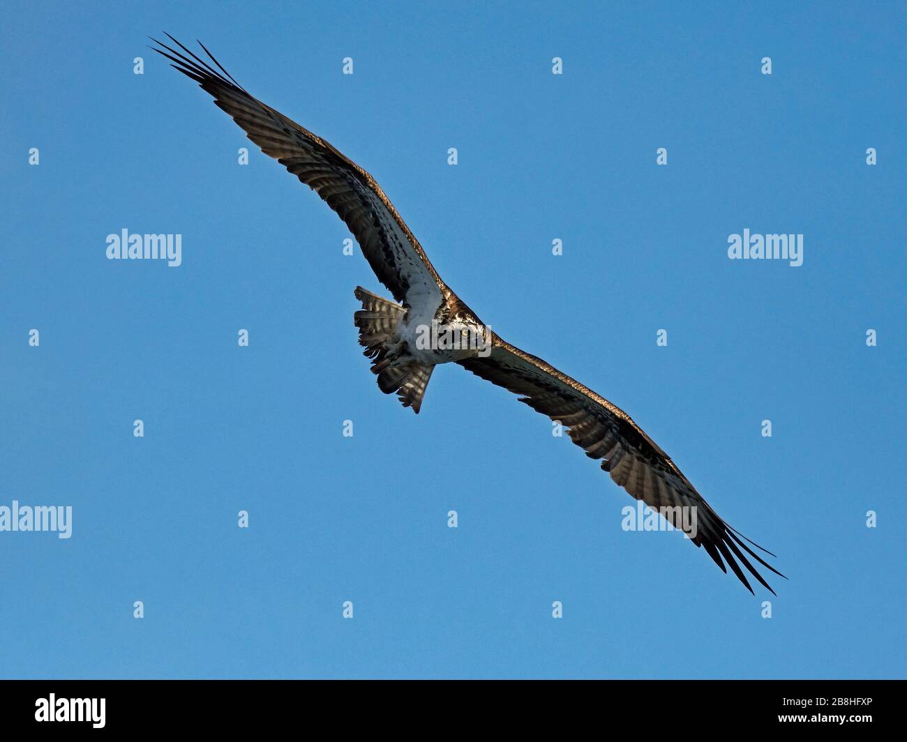 Osprey in flight in its natural habitat Stock Photo - Alamy