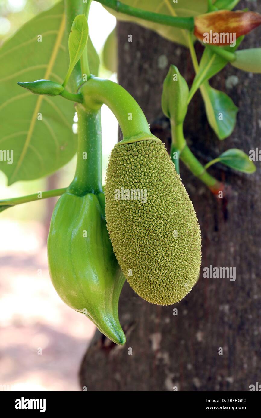 jackfruit, small jackfruit on jackfruit tree Stock Photo - Alamy