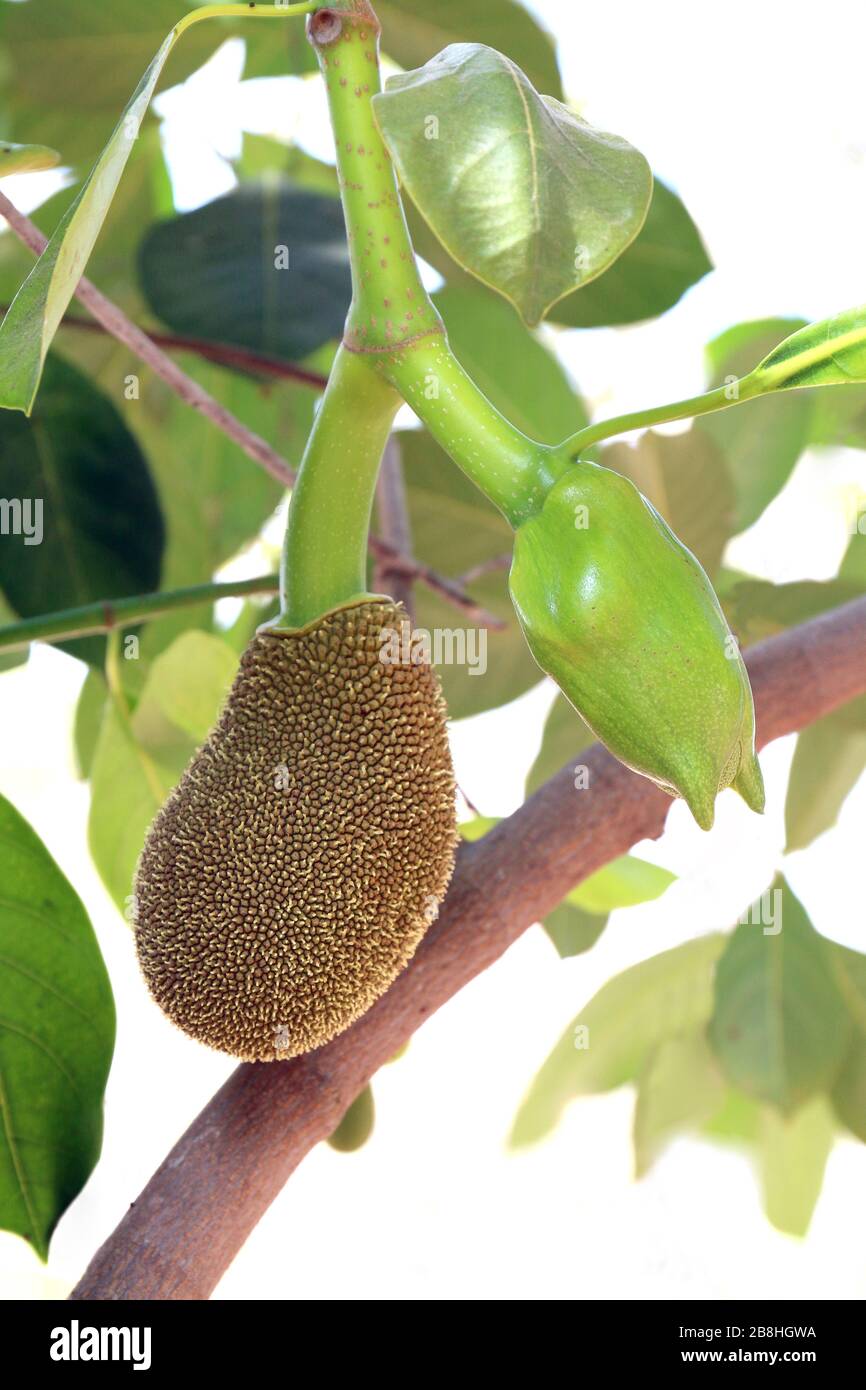 jackfruit, small jackfruit on jackfruit tree Stock Photo - Alamy