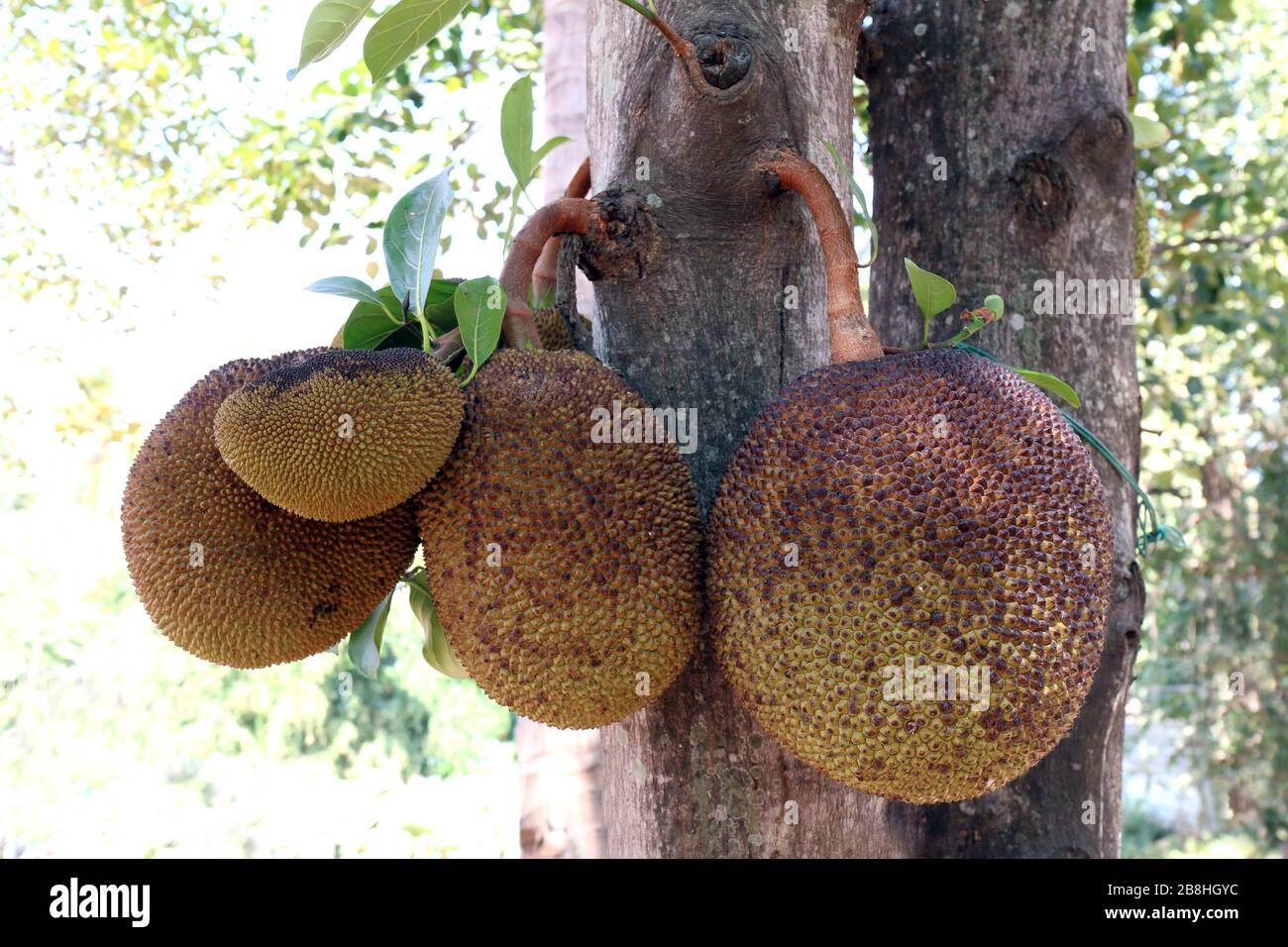 jackfruit, small jackfruit on jackfruit tree Stock Photo - Alamy