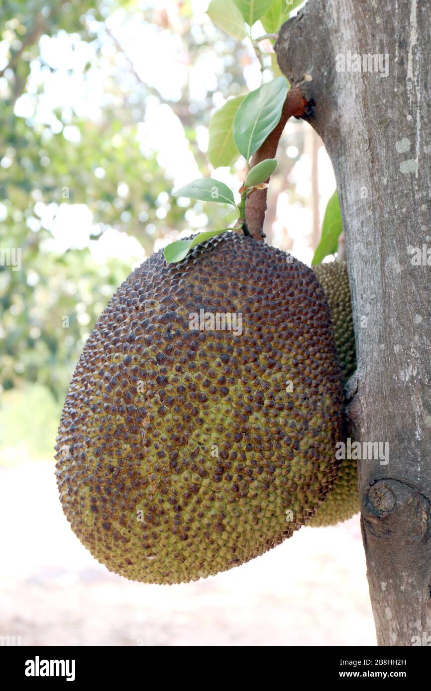 jackfruit, small jackfruit on jackfruit tree Stock Photo - Alamy