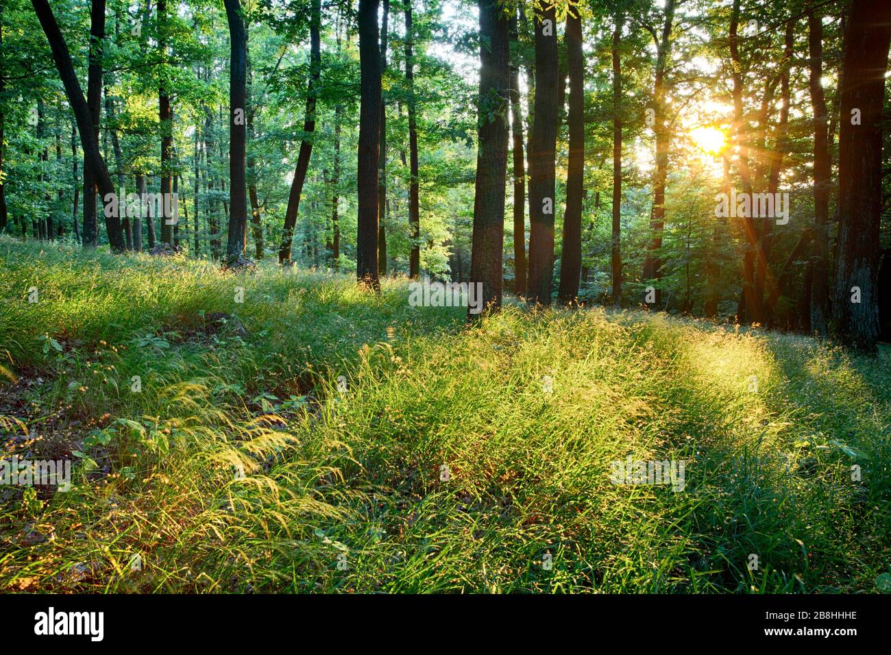Beauty of the forest hi-res stock photography and images - Alamy