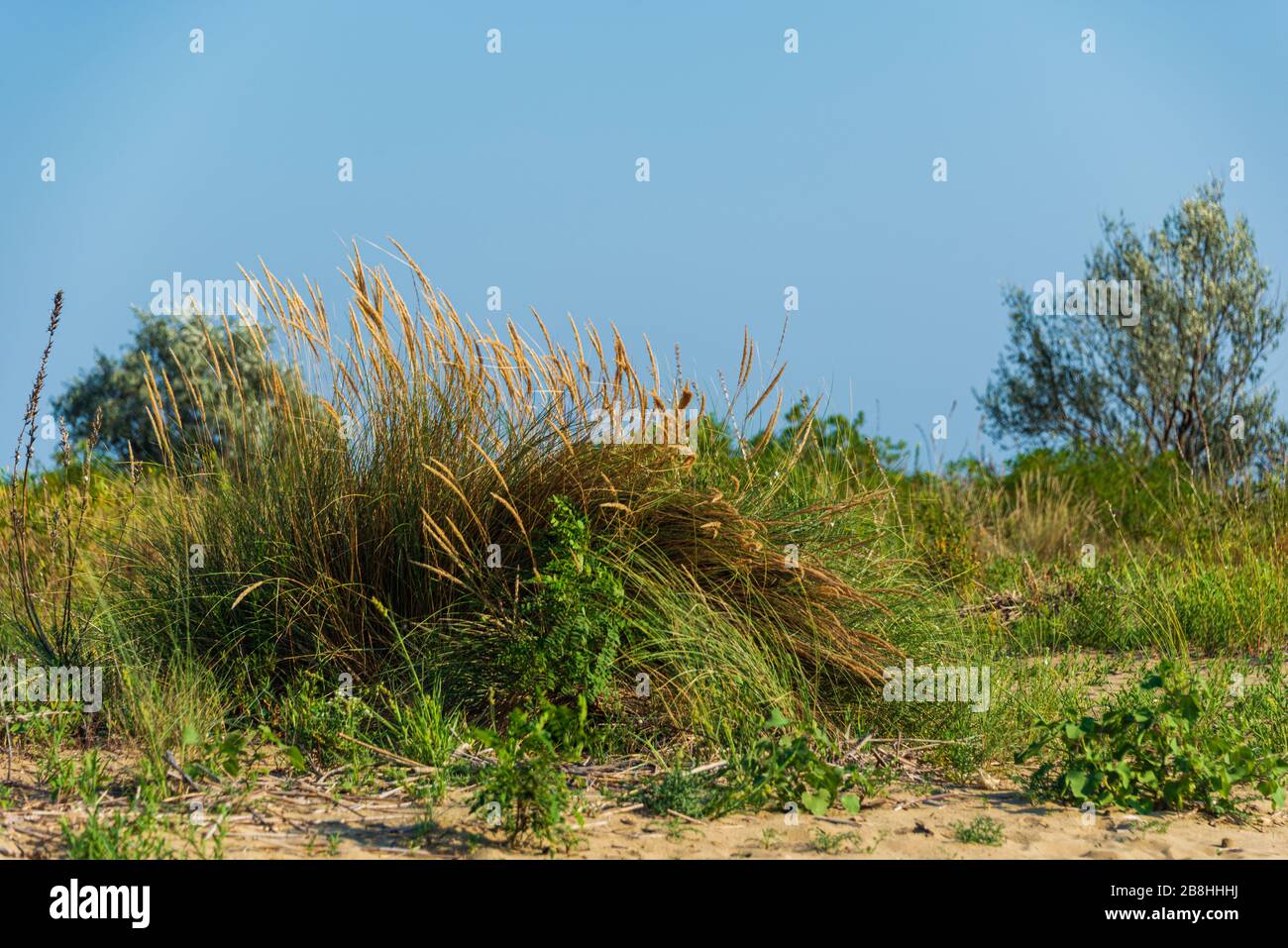 views of Bibione Pineda beach during a late summer day, Venice Stock ...