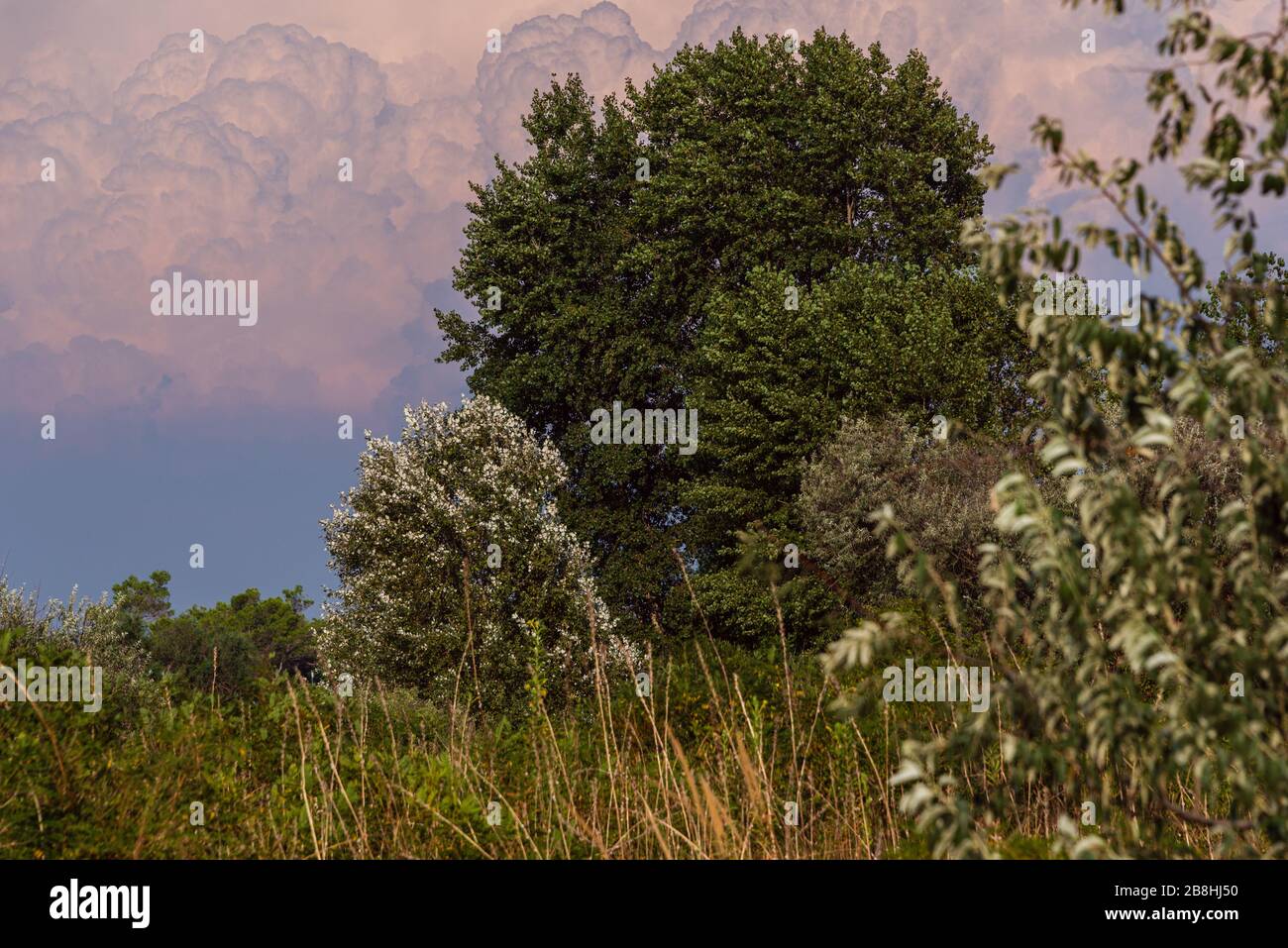 views of Bibione Pineda beach during a late summer day, Venice Stock ...