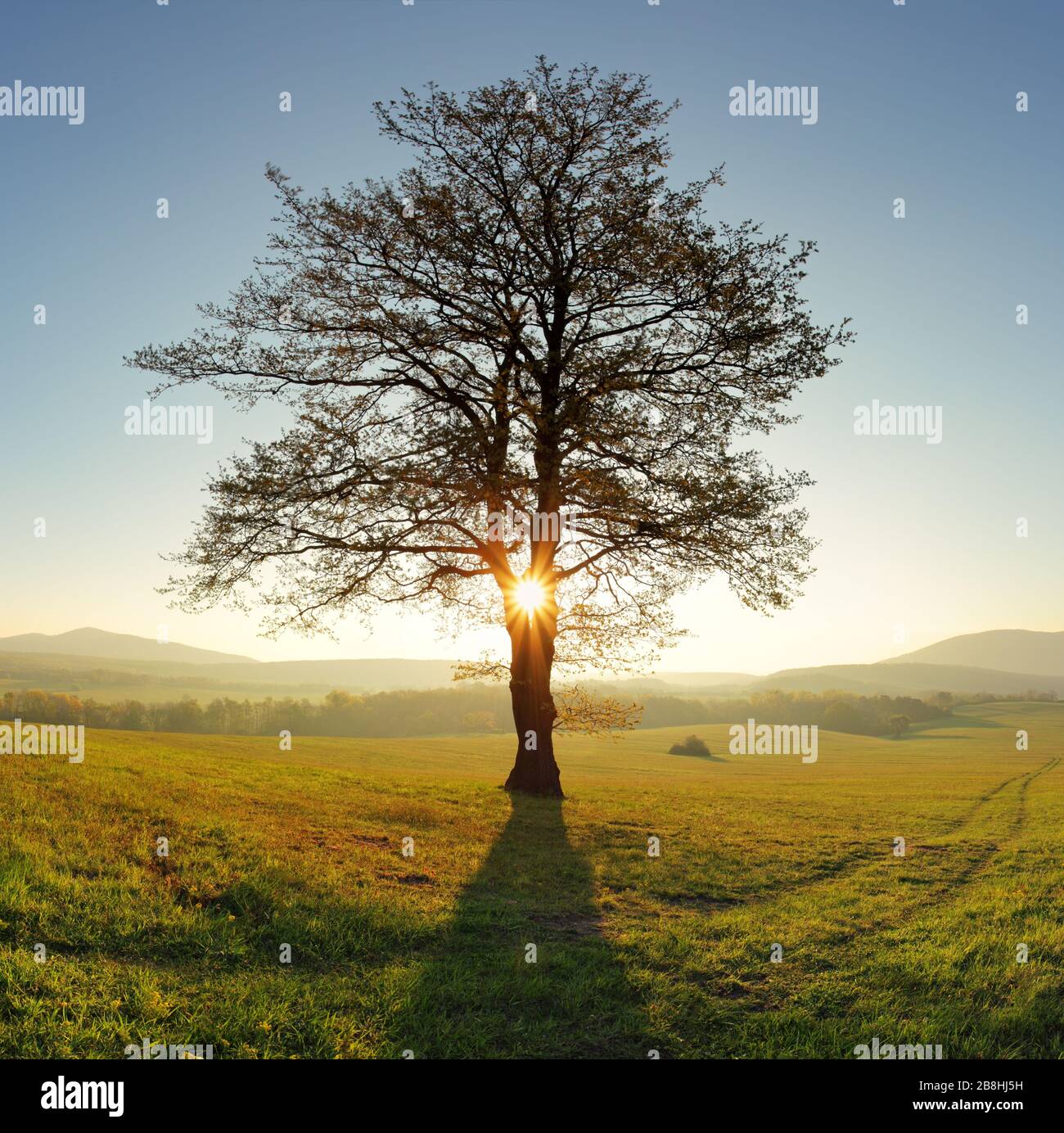 Alone tree on meadow at sunset with sun and mist - panorama Stock Photo ...