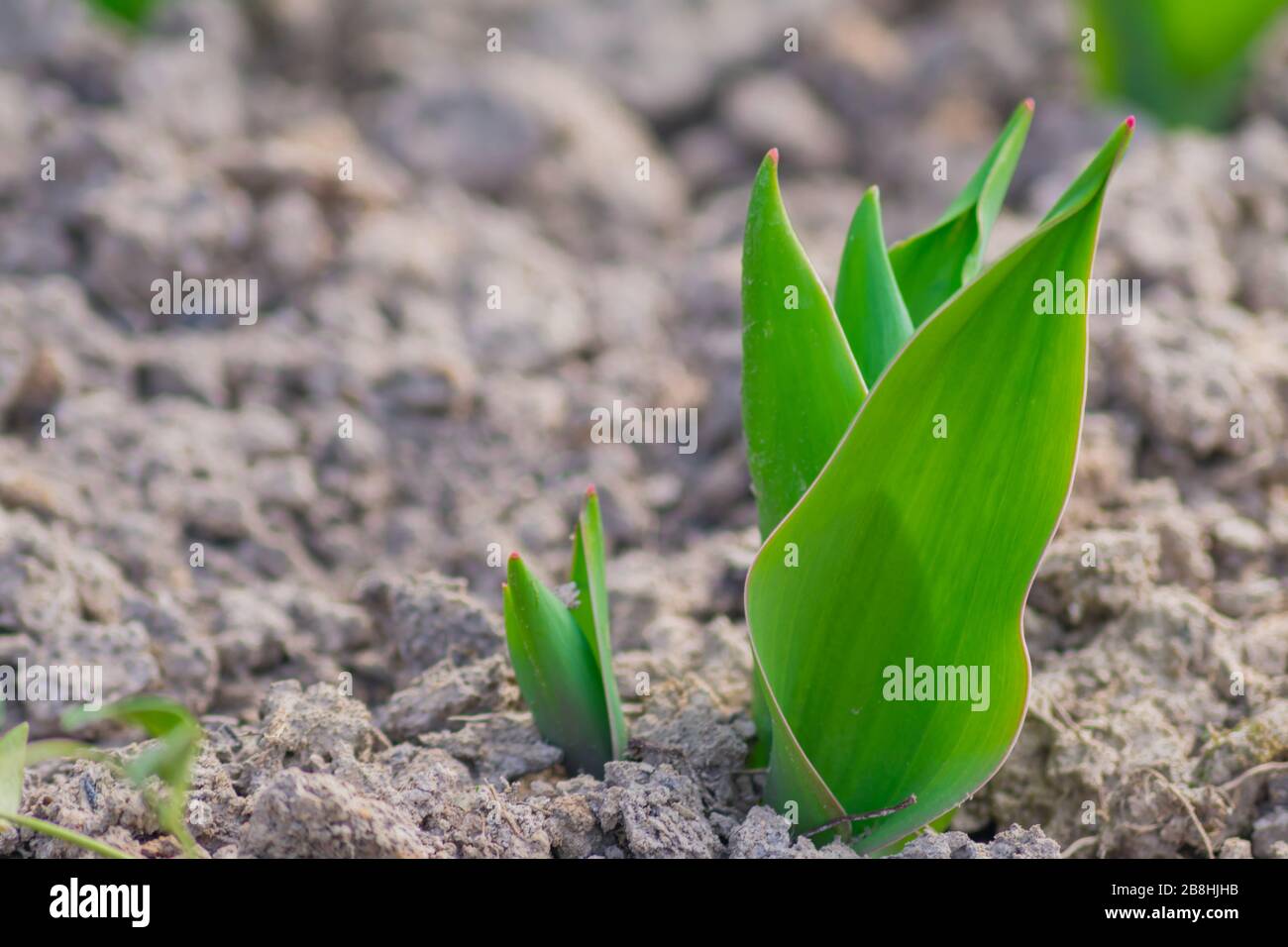 Young green leaves of tulip flovers. Early spring Stock Photo - Alamy