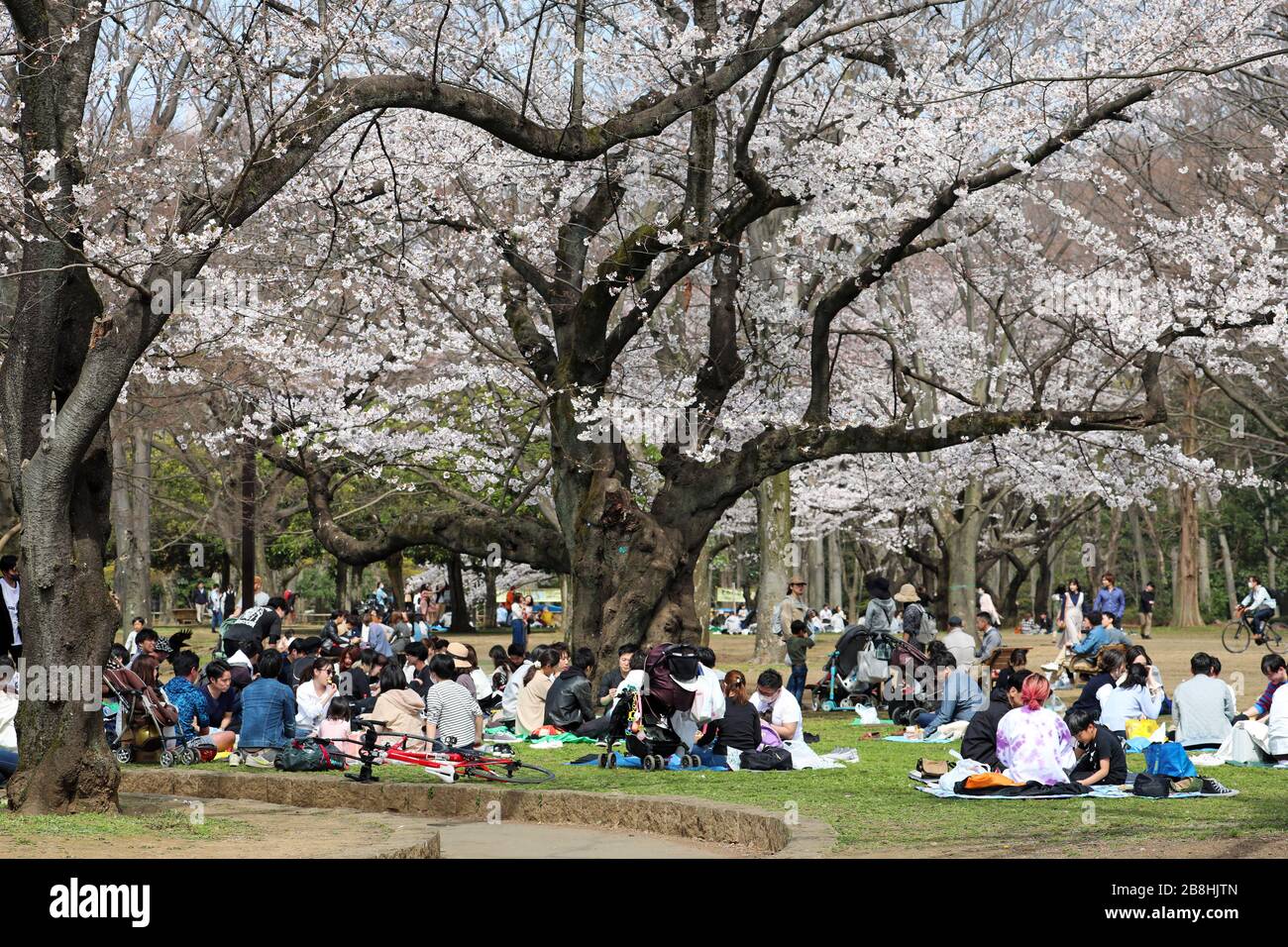 Tokyo, Japan. 22nd Mar, 2020. Japanese celebrate Cherry Blossom season ...