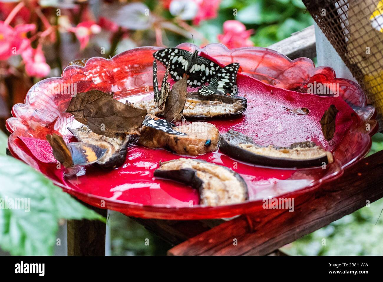 Dried rotting dead leaves on hi-res stock photography and images - Alamy