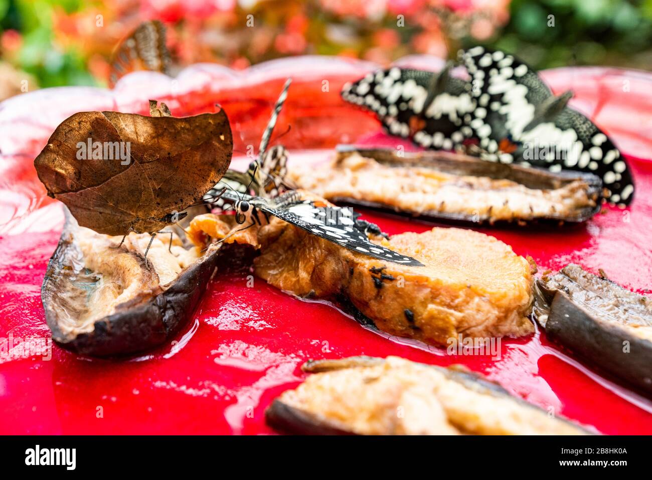 Orange Oakleaf or Dead Leaf Butterfly (Kallima inachus) with wings ...