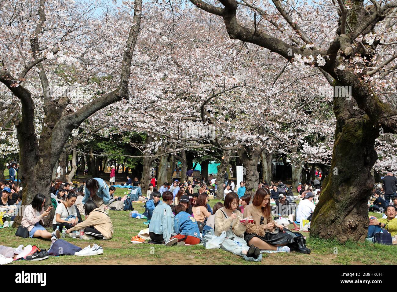 Tokyo, Japan. 22nd Mar, 2020. Japanese celebrate Cherry Blossom season ...