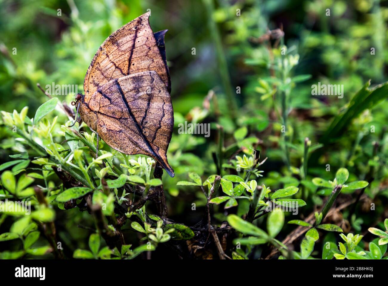 Kallima butterfly hi-res stock photography and images - Alamy