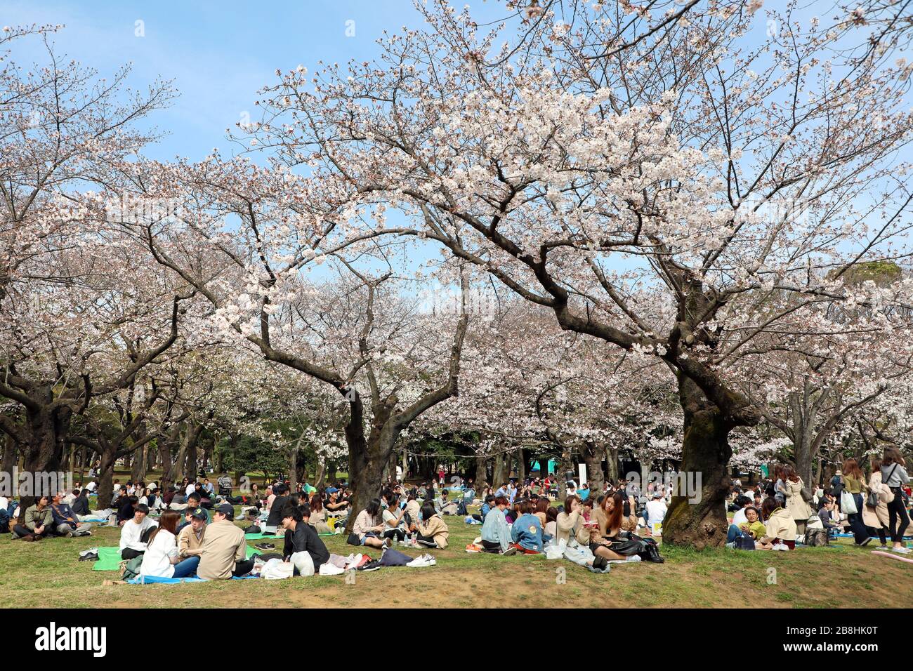 Tokyo, Japan. 22nd Mar, 2020. Japanese celebrate Cherry Blossom season ...