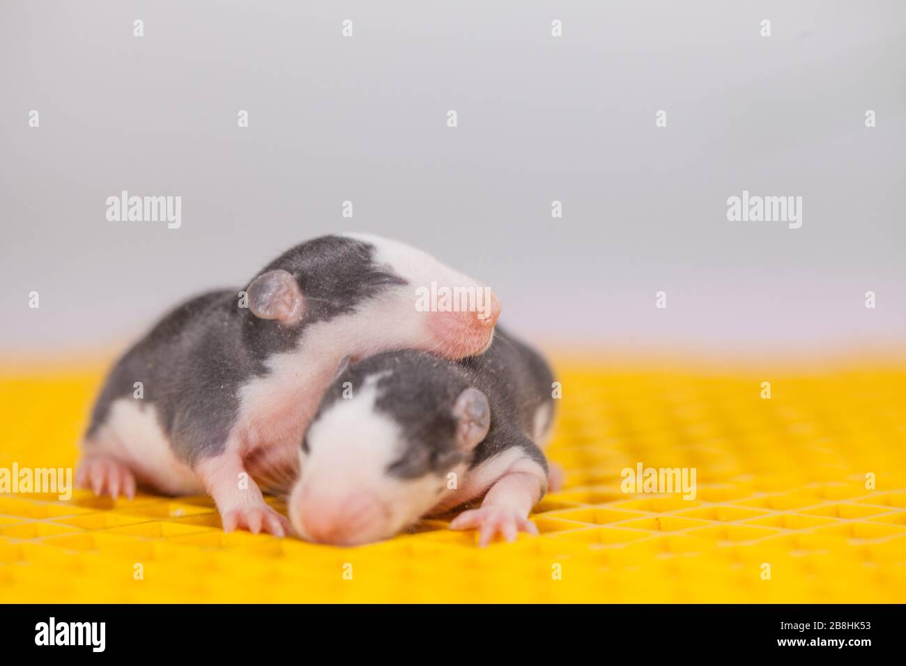 Cute Baby Pet Rats