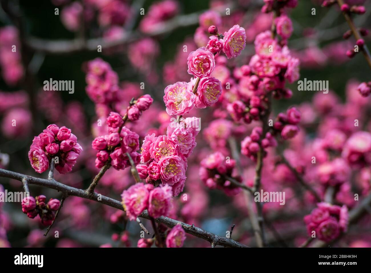 Ume symbol hi-res stock photography and images - Alamy