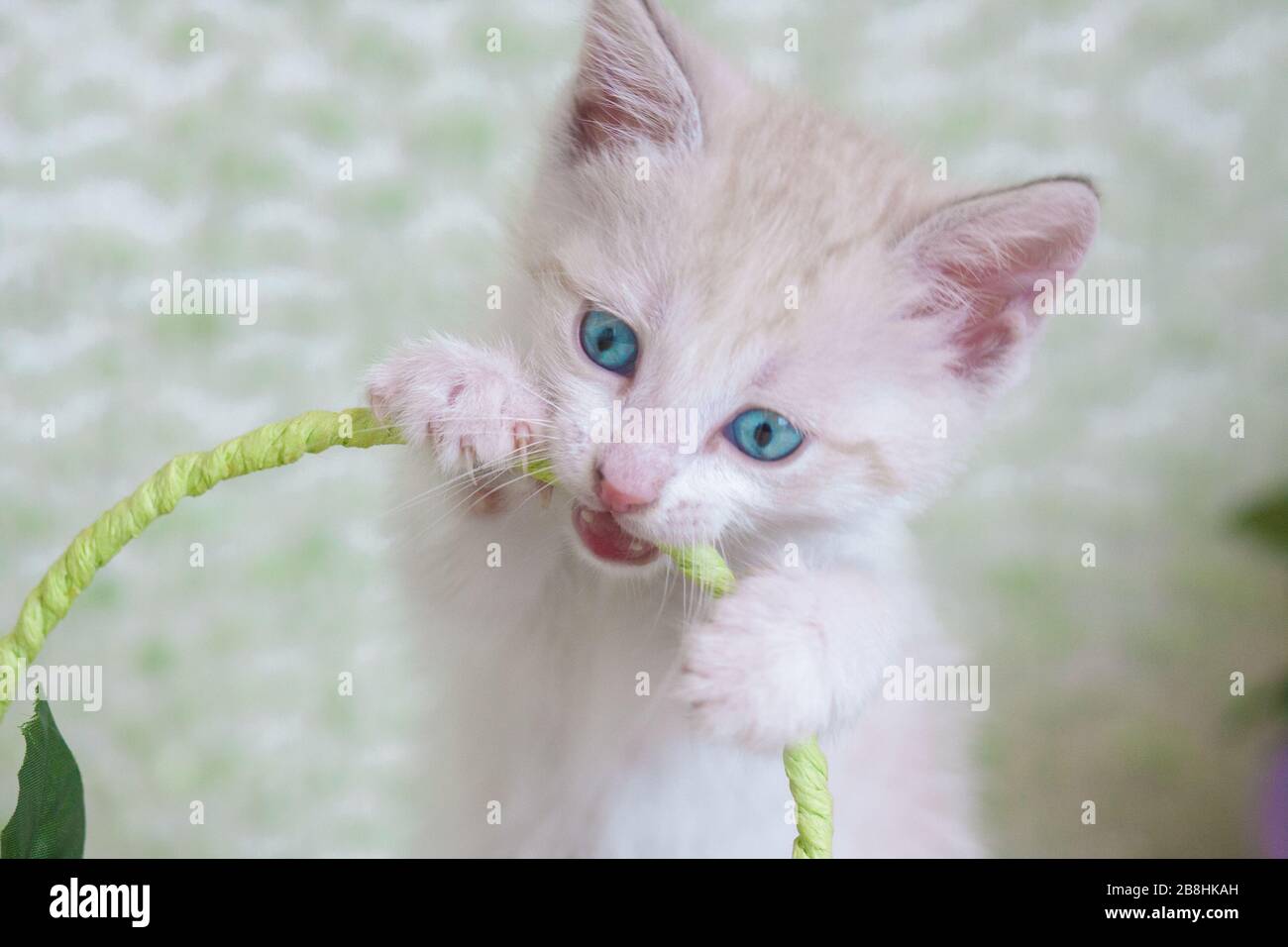 Cute snow-white cat on a white background. Little blue-eyed kitten eats ...