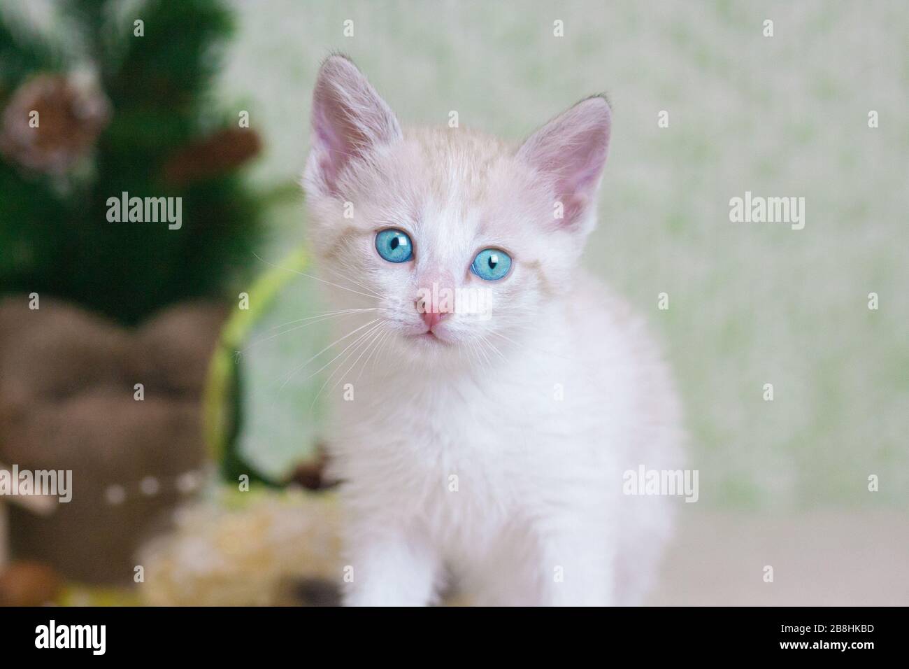 Cute snow-white cat on a white background. Little blue-eyed kitten ...