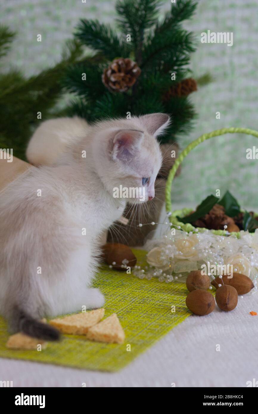 Cute snow-white cat on a white background. Little blue-eyed kitten on a ...