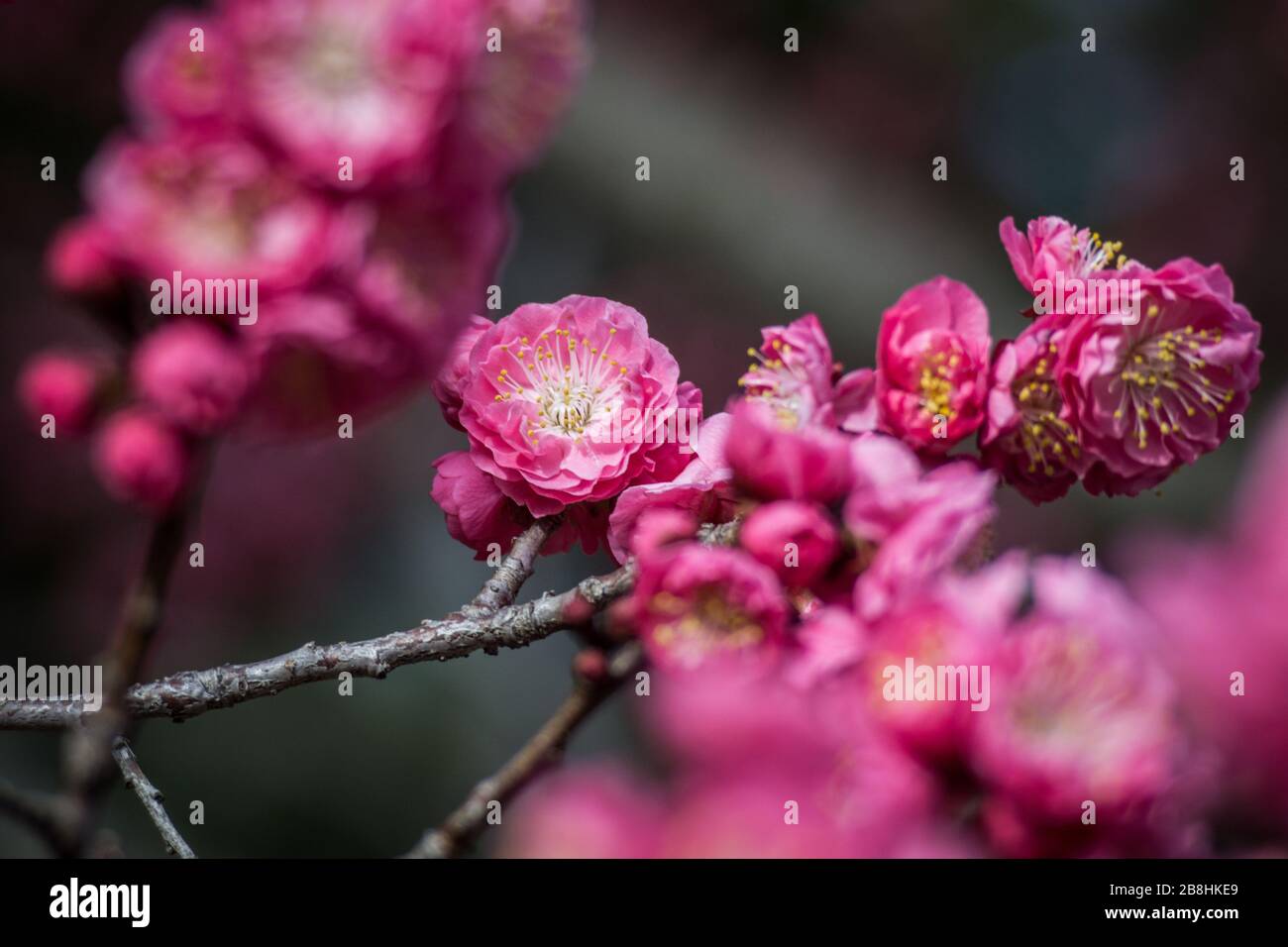 Red plum blossom flowers in Kyoto, Japan Stock Photo - Alamy