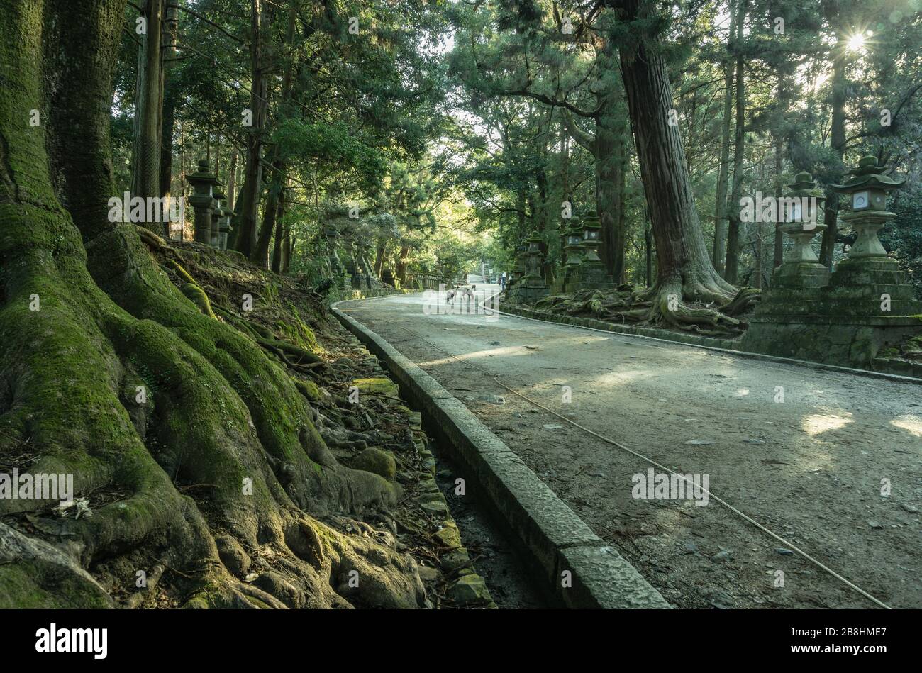the forest path to Kasuga Grand Shrine, Nara, Japan Stock Photo - Alamy