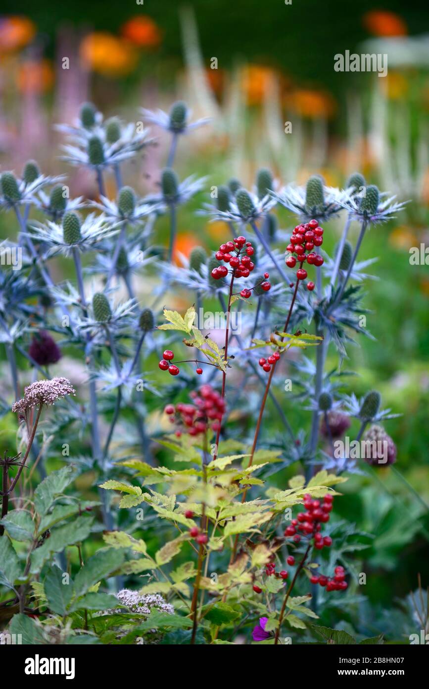 red berries,Actaea rubra,red baneberry,chinaberry,Eryngium × zabelii ...