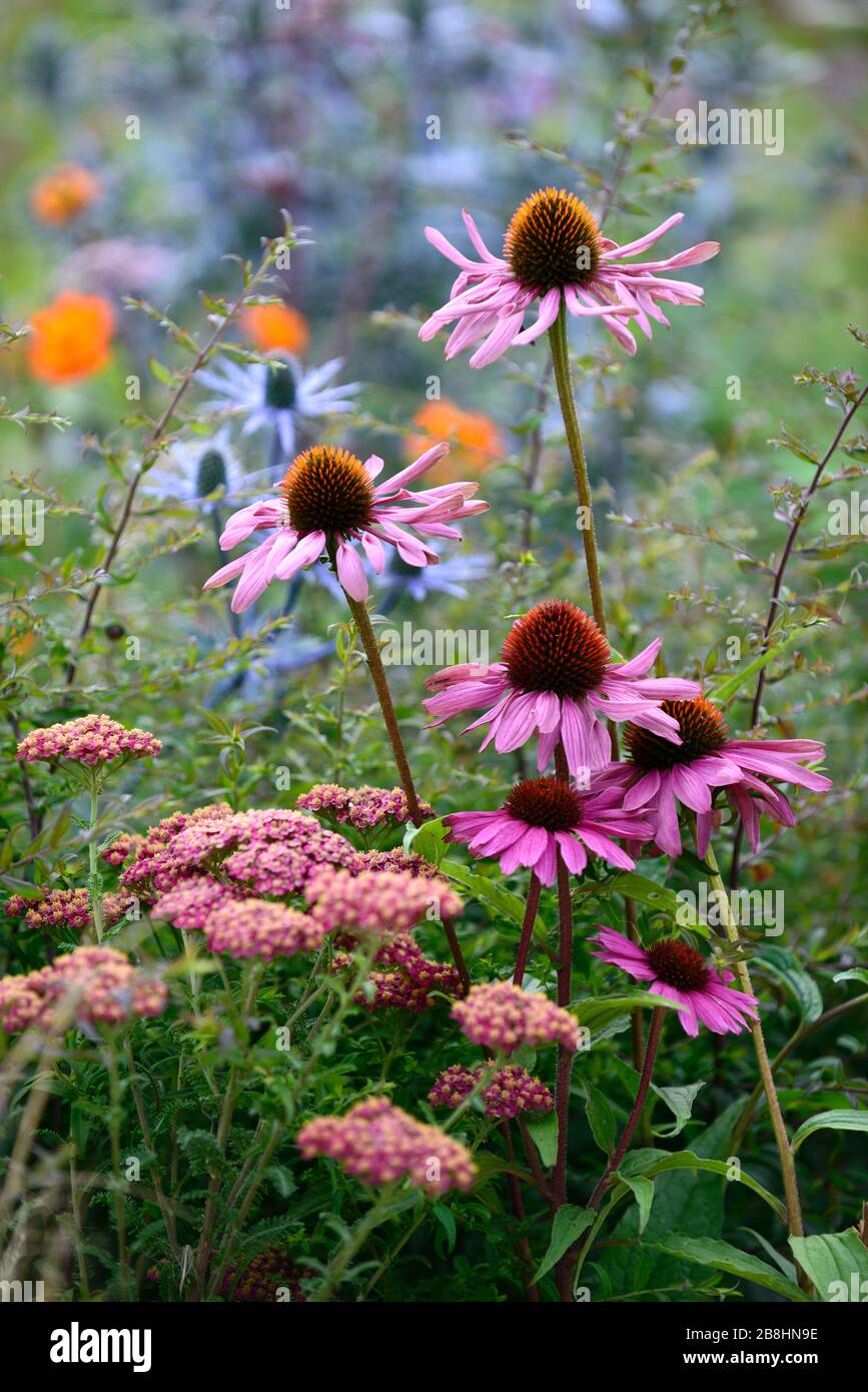 echinacea purpurea,purple coneflower,coneflowers,flower,flowers,plant ...